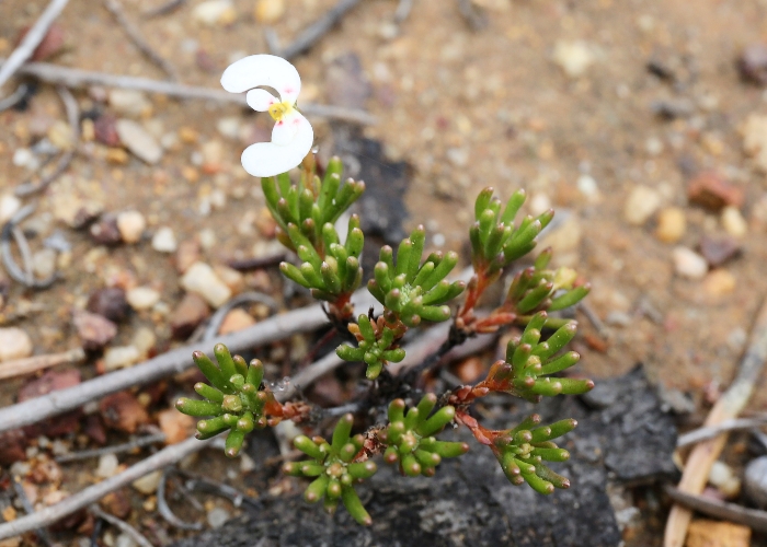 Western Australian Plants - Stylidiaceae